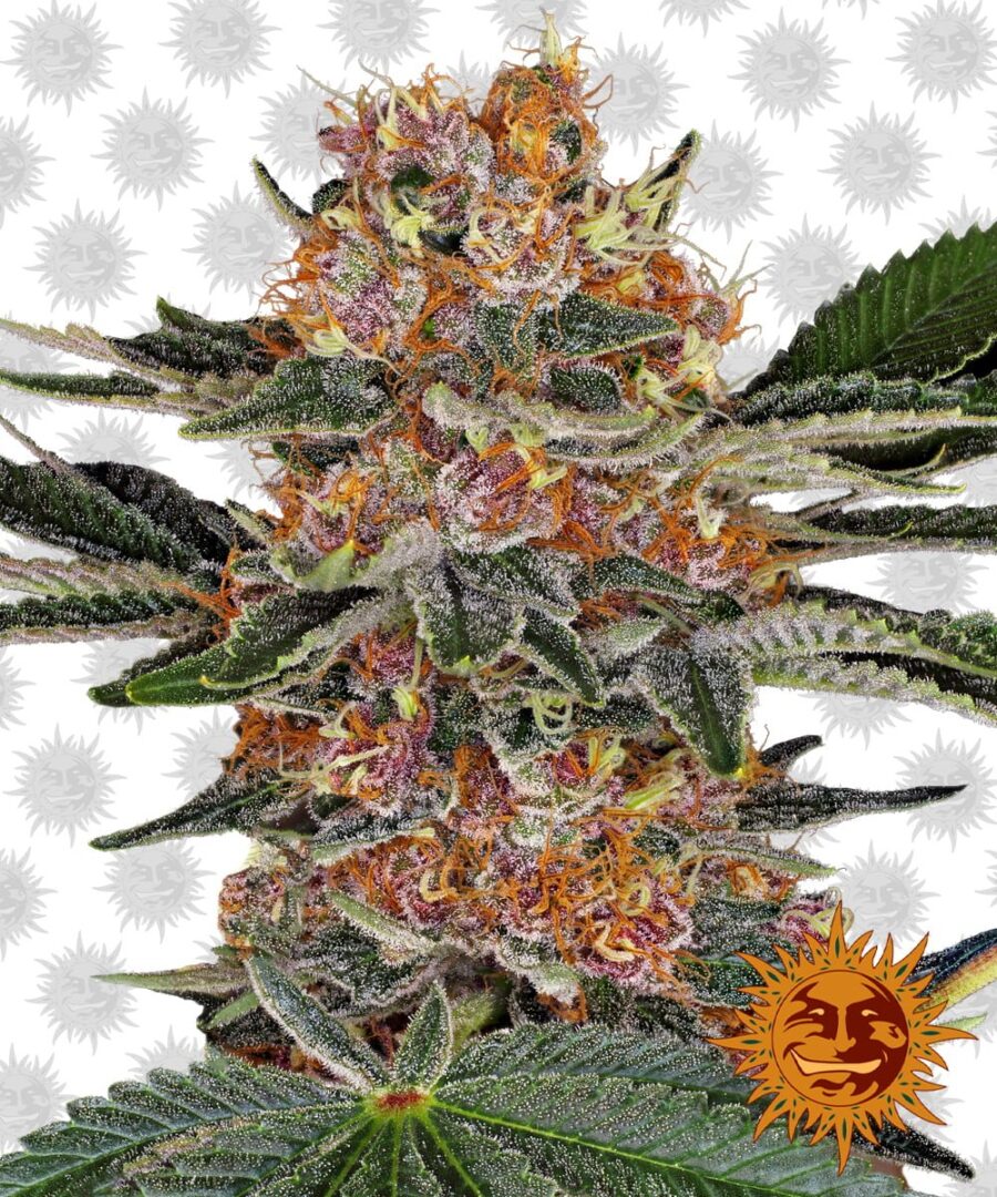 Wholesale Barney's Farm Seeds | Purple Punch Seeds - 3 seeds